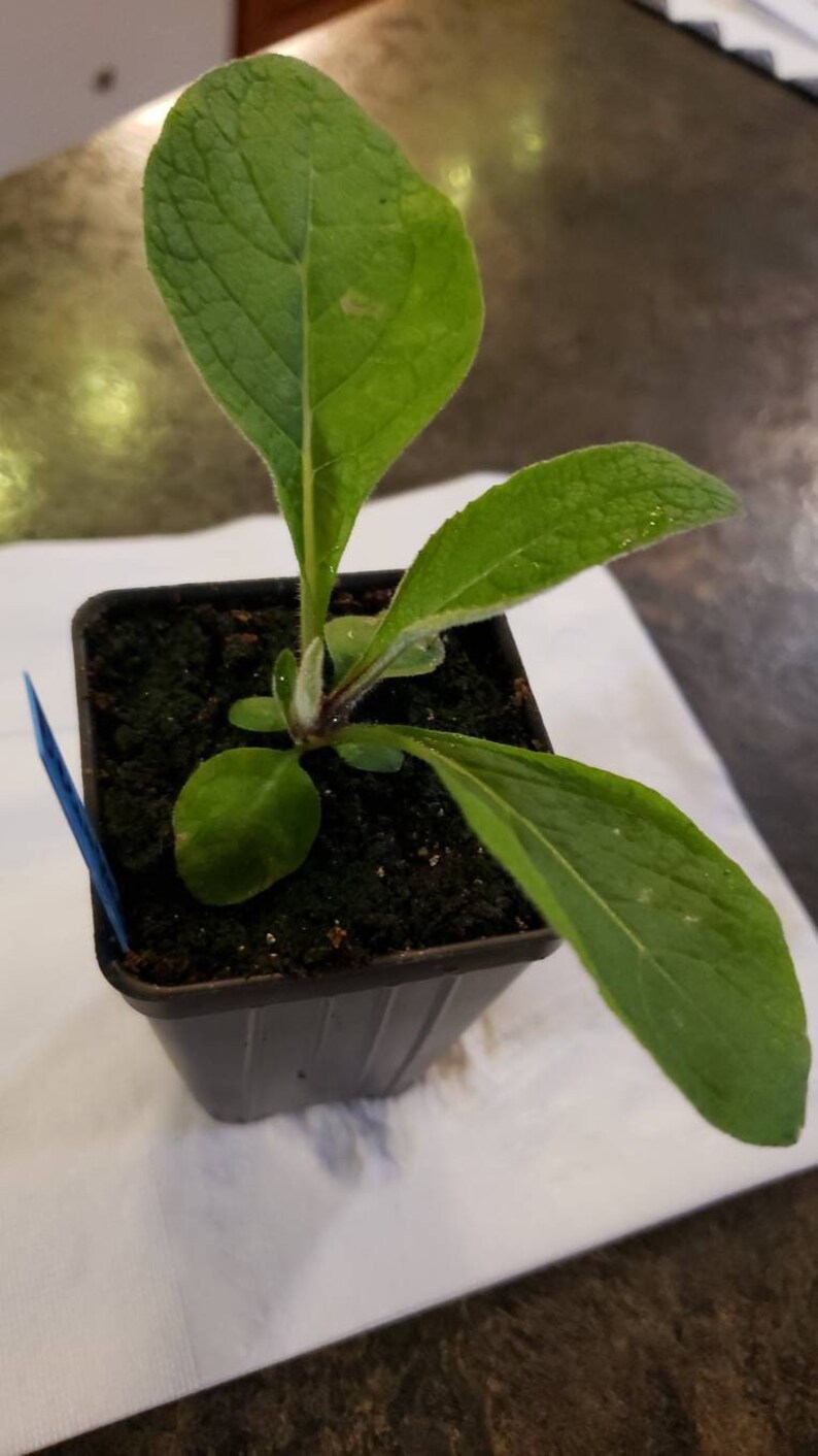 Elecampane Seedling Plants unula Helenium Organic | Etsy