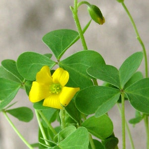 Common Yellow Wood Sorrel, Oxalis (oxalis Stricta) SEEDS - Etsy