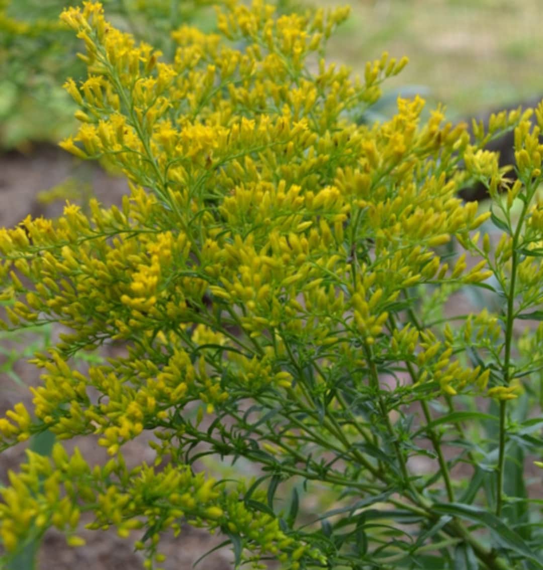 Anise Scented Goldenrod SEEDS (solidago Odora), Sweet Goldenrod - Etsy