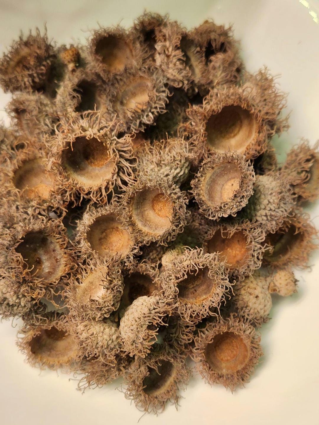 Real Bur Oak Empty Acorn Shells, "nests", Small Size - Etsy