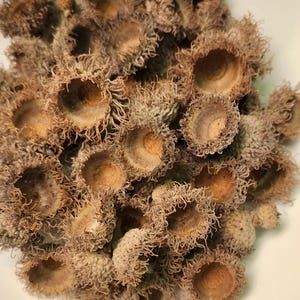 Real Bur Oak Empty Acorn Shells, "nests" - Etsy