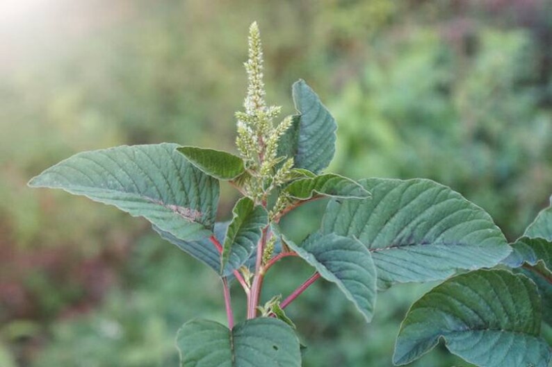 Green Amaranth, Common (amaranthus Viridis) Seeds - Etsy