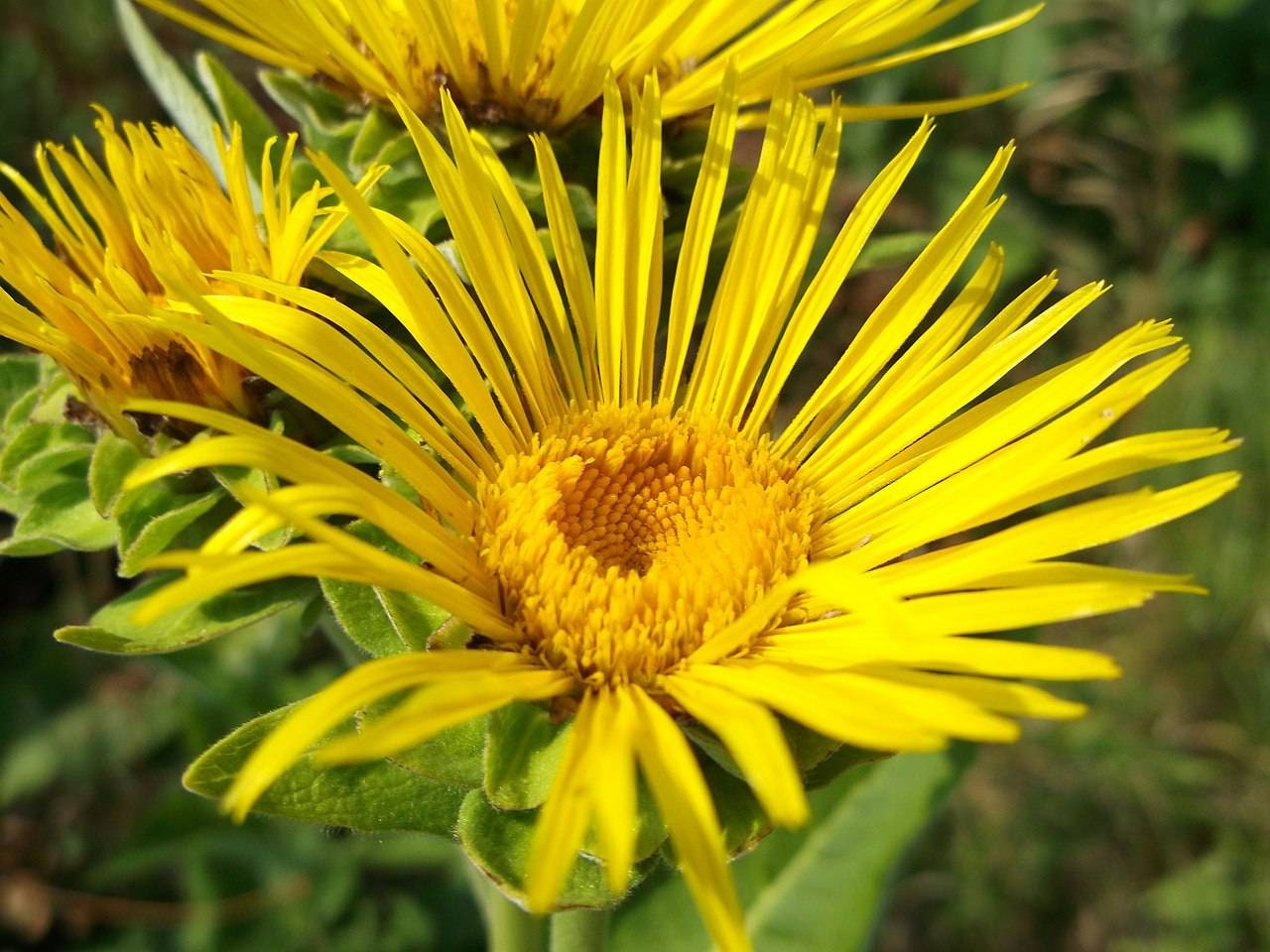 Elecampane, Official inula Helenium Seed, Organic - Etsy