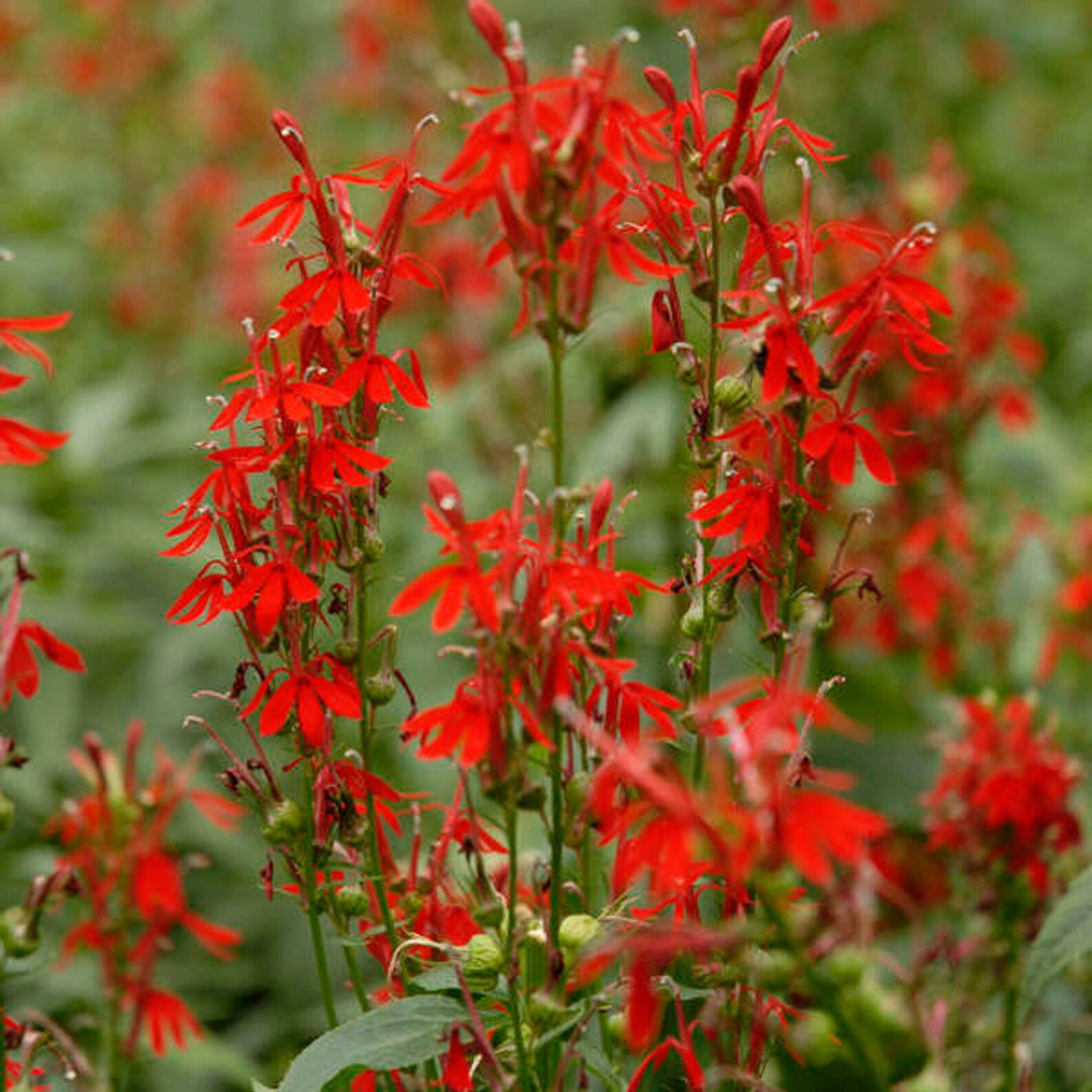 Red Cardinal Flower, Red Lobelia Seeds (lobelia Cardinalis) - Etsy