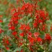 Red Cardinal Flower, Red Lobelia Seeds (lobelia Cardinalis) - Etsy