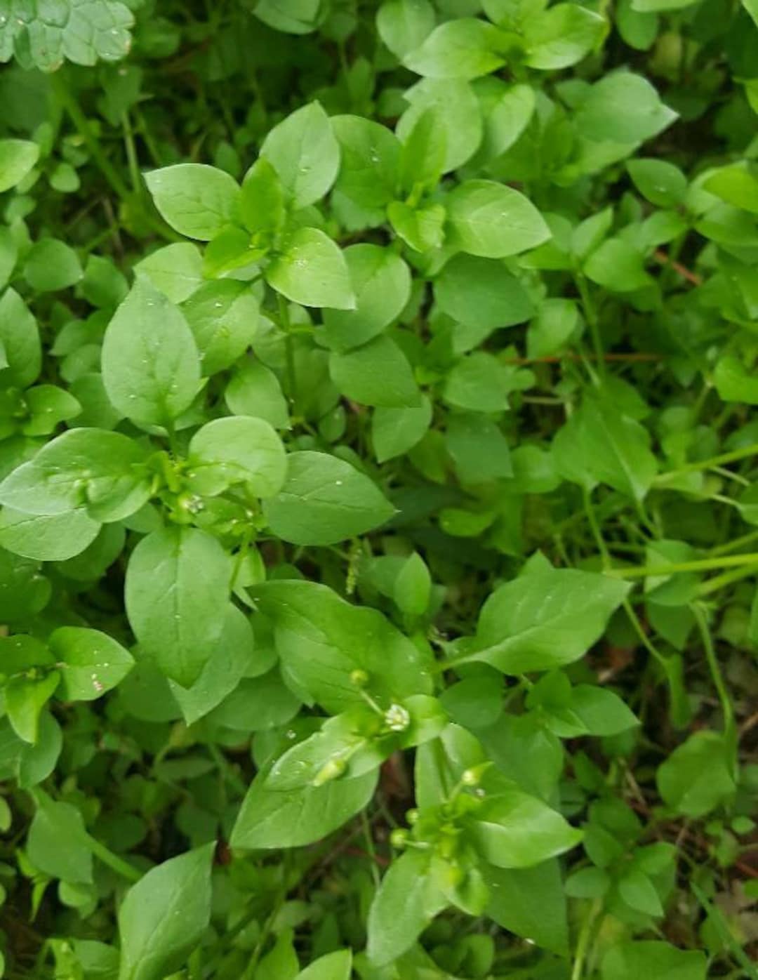 Chickweed SEEDS (stellaria Media) - Etsy
