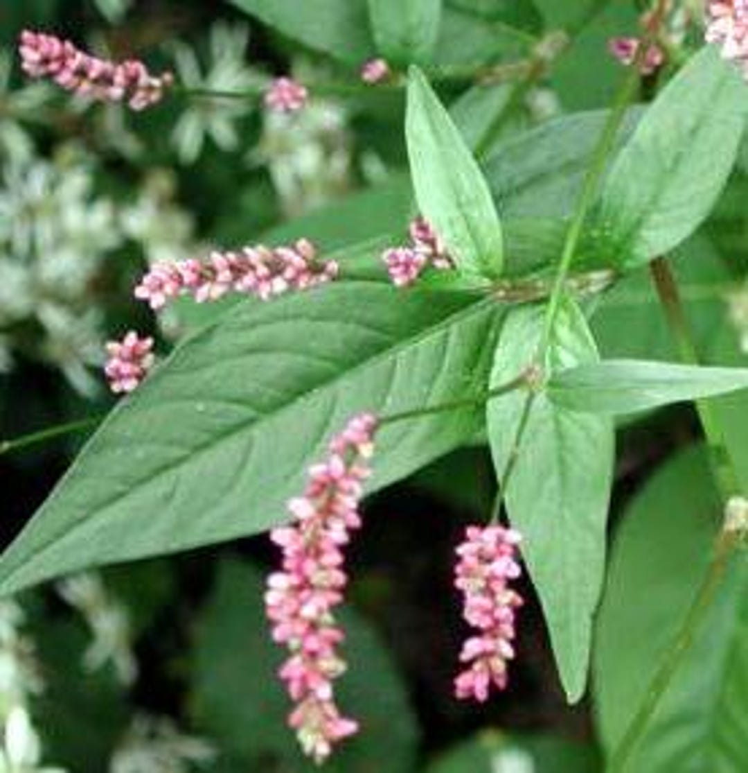 Pale Smartweed (polygonum Persicaria) SEEDS - Etsy