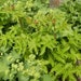 Meadowsweet (spiraea Ulmaria) Seeds - Etsy