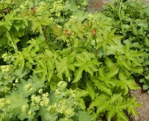 Meadowsweet (spiraea Ulmaria) Seeds - Etsy