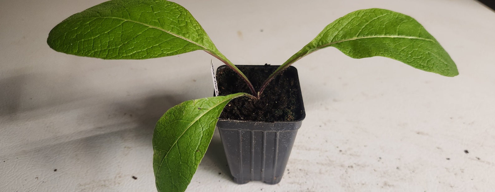 Elecampane Seedling Plants unula Helenium, Organic - Etsy