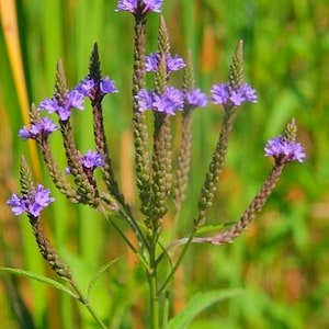 Blue Vervain (verbena Hastata) Seeds - Etsy
