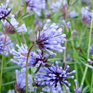 Blue Woodruff (aspetula Orientalis) SEEDS - Etsy