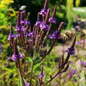 Blue Vervain (verbena Hastata) Seeds - Etsy