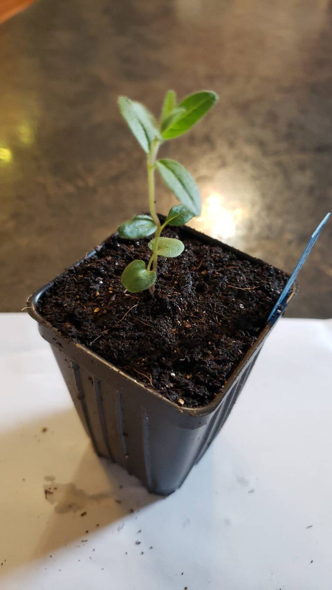 Astragalus Seeds astragalus Membranaceus - Etsy