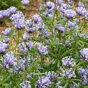 Blue Woodruff (aspetula Orientalis) SEEDS - Etsy