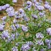 Blue Woodruff (aspetula Orientalis) SEEDS - Etsy