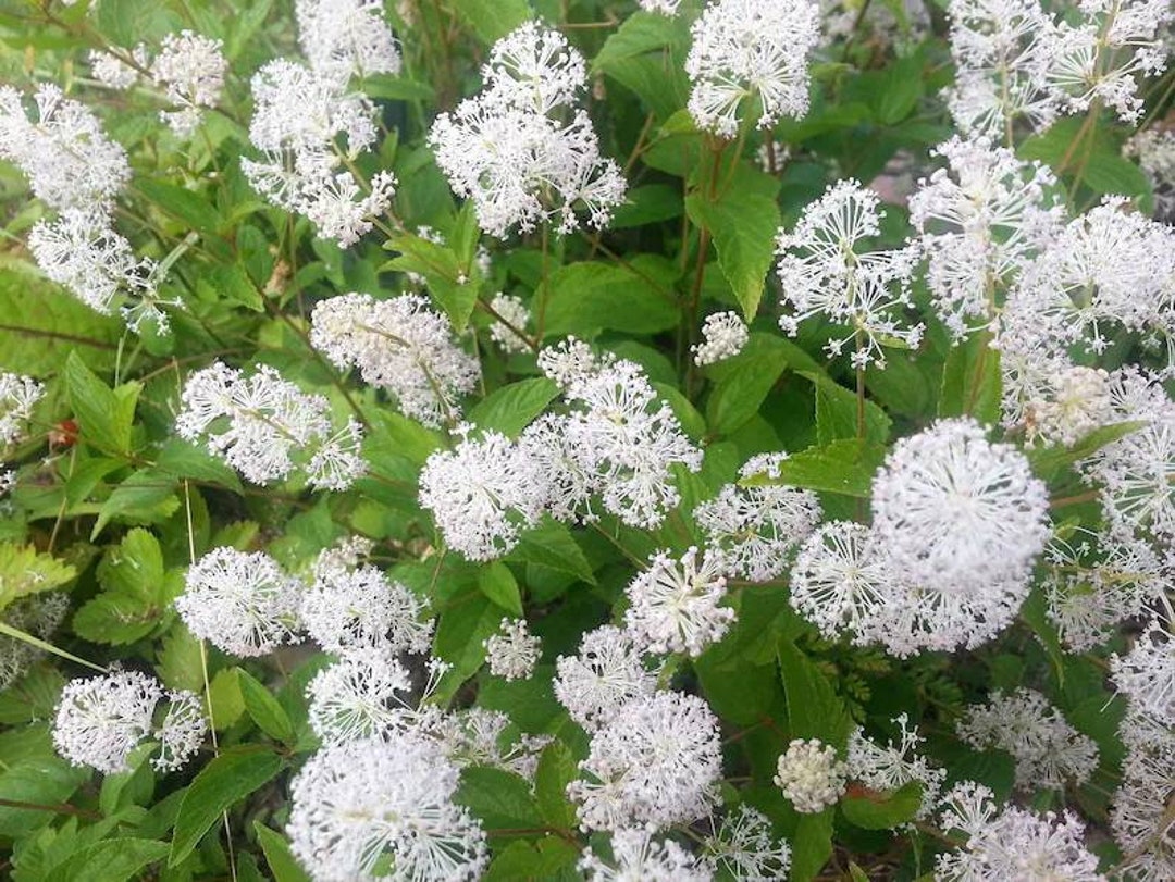 Red Root (ceanothus Americanus), New Jersey Tea Seeds - Etsy