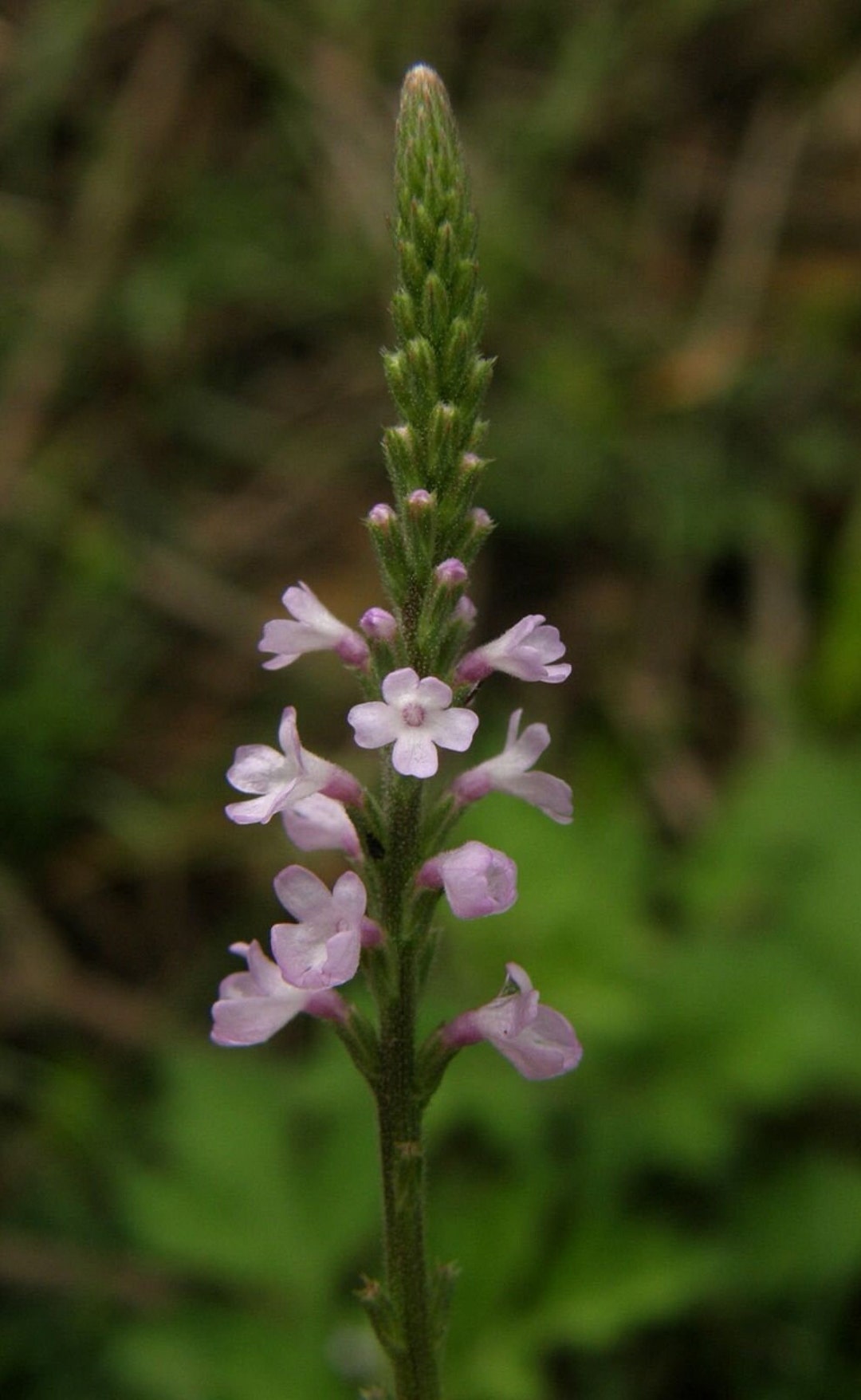 Vervain, European (verbena Officinalis) Seeds - Etsy