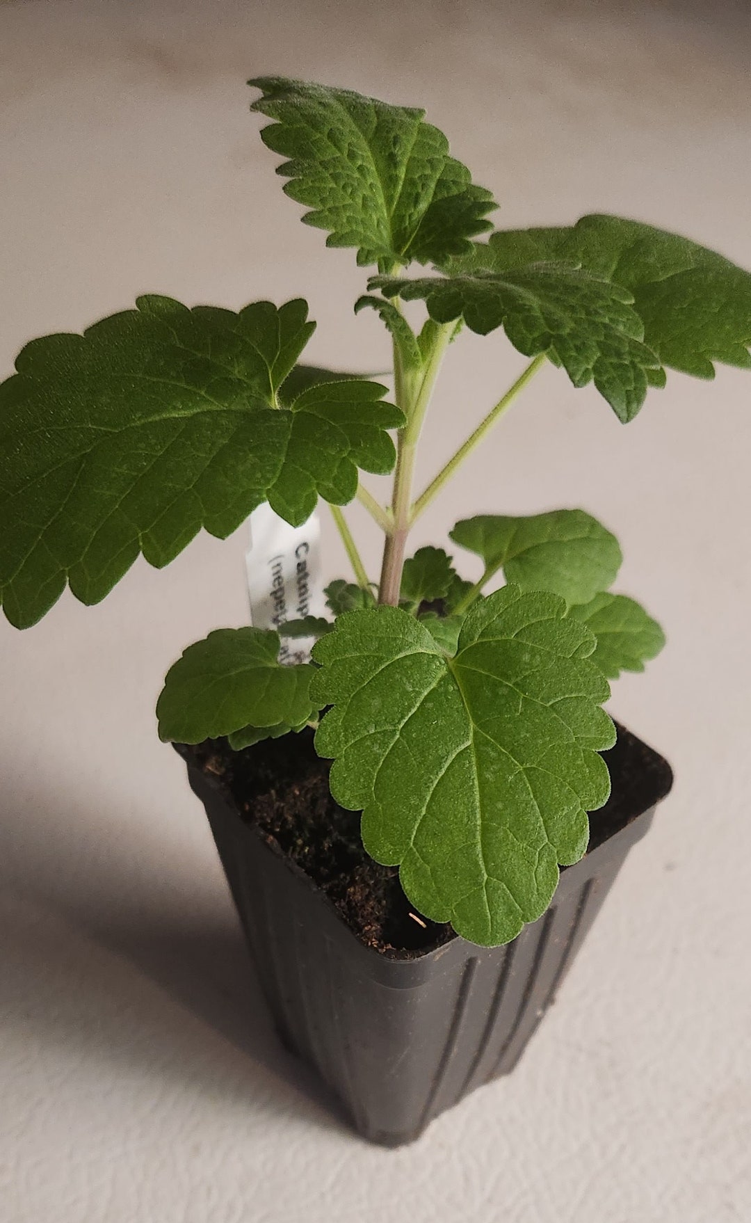 Catnip Seedling Plants (nepeta Cataria) - Etsy
