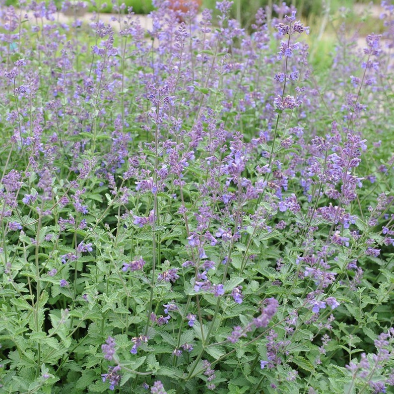 Catnip Seeds (nepeta Cataria) - Etsy