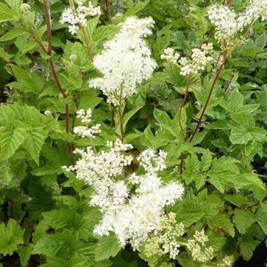 Meadowsweet (spiraea Ulmaria) Seeds - Etsy