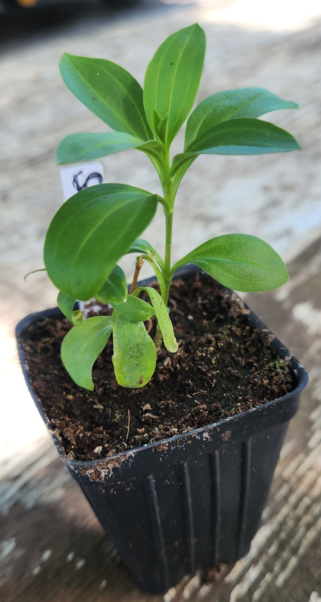 Soapwort Seedlings (saponaria Officinalis), Organic - Etsy