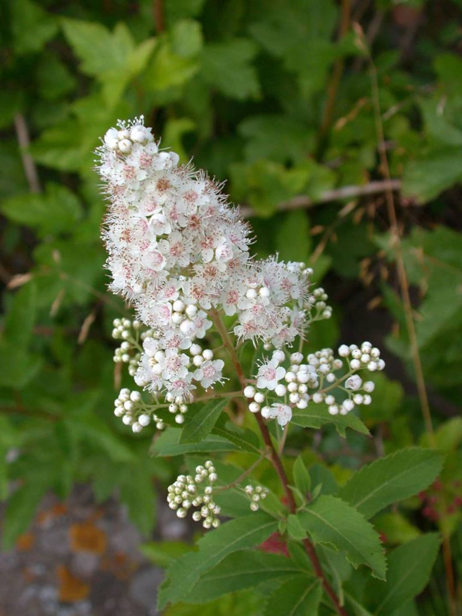Meadowsweet (spiraea Ulmaria) Seeds - Etsy