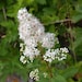 Meadowsweet (spiraea Ulmaria) Seeds - Etsy
