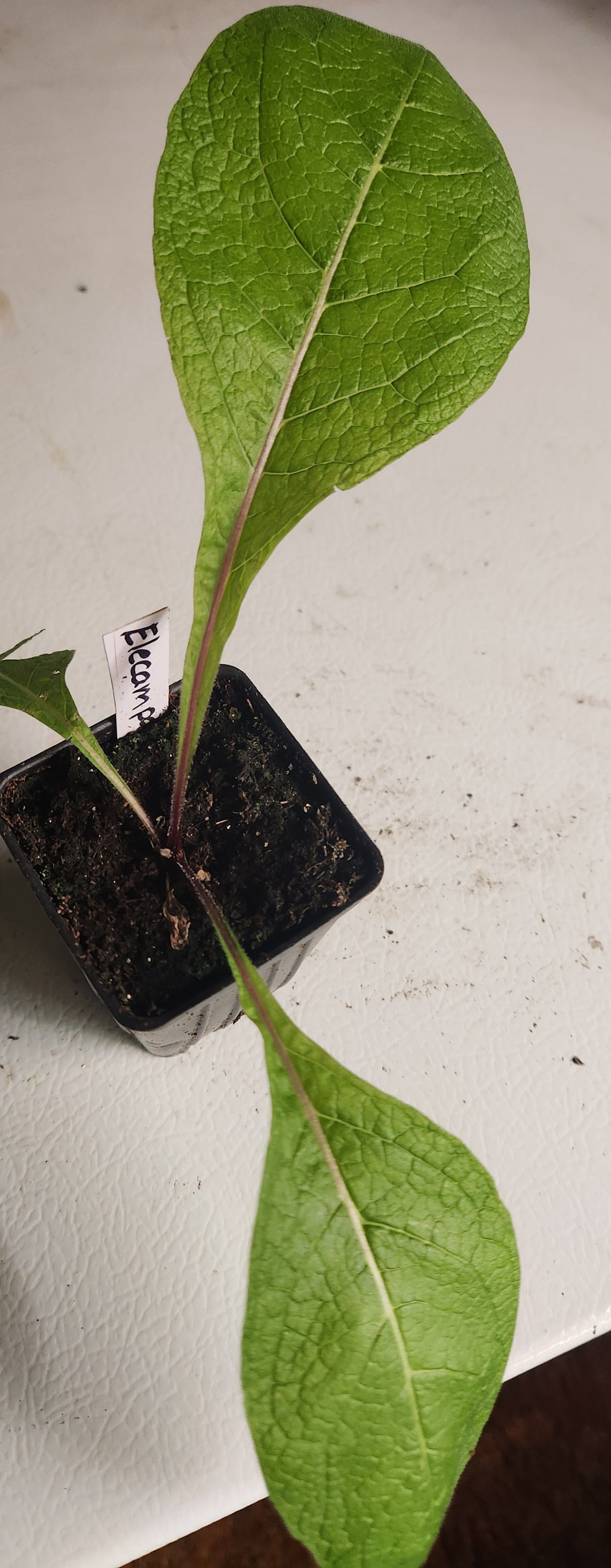 Elecampane Seedling Plants unula Helenium, Organic - Etsy