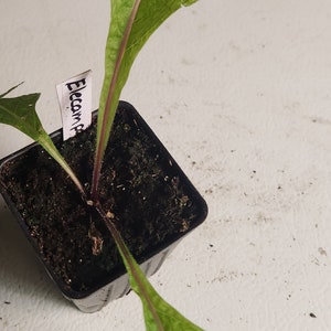 Elecampane Seedling Plants unula Helenium, Organic - Etsy