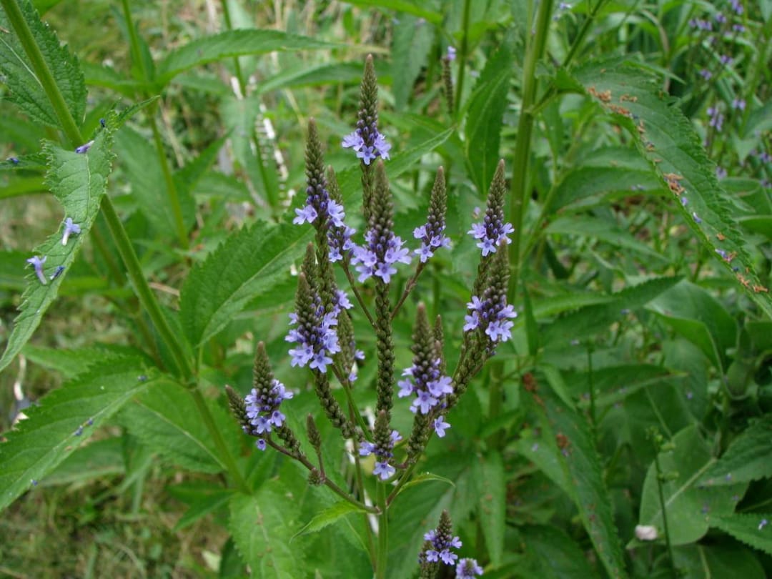 Blue Vervain (verbena Hastata) Seeds, Organic - Etsy
