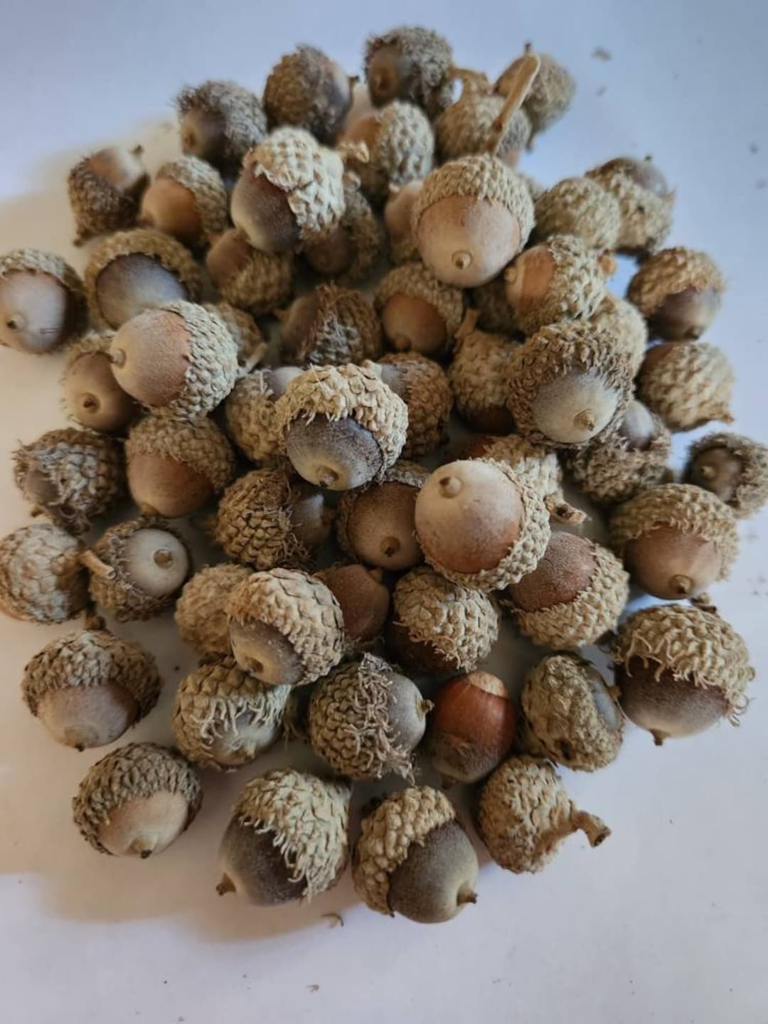 Real Bur Oak Acorns (organic) - Misc. Sizes, Fresh - Etsy