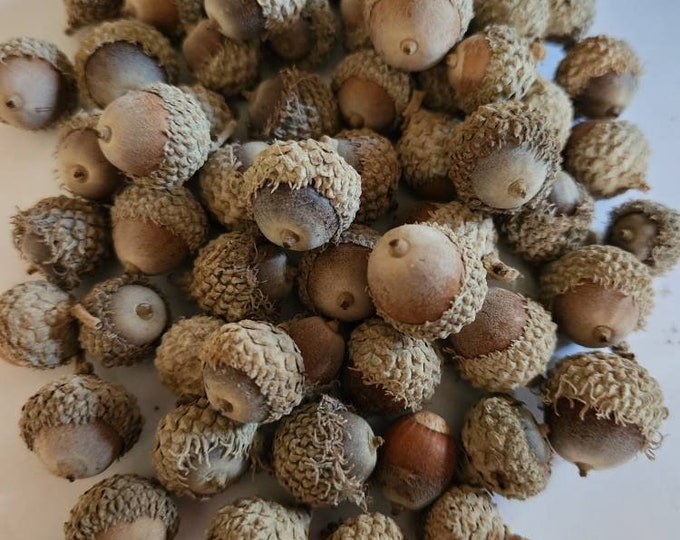 Real Bur Oak Acorns organic Misc. Sizes, Fresh - Etsy