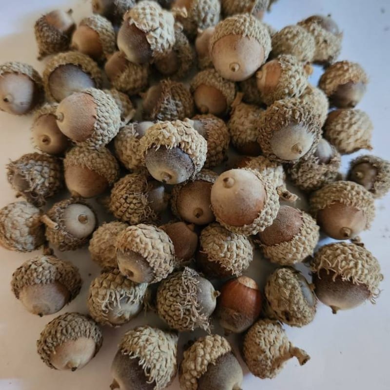 Real Acorn - Etsy