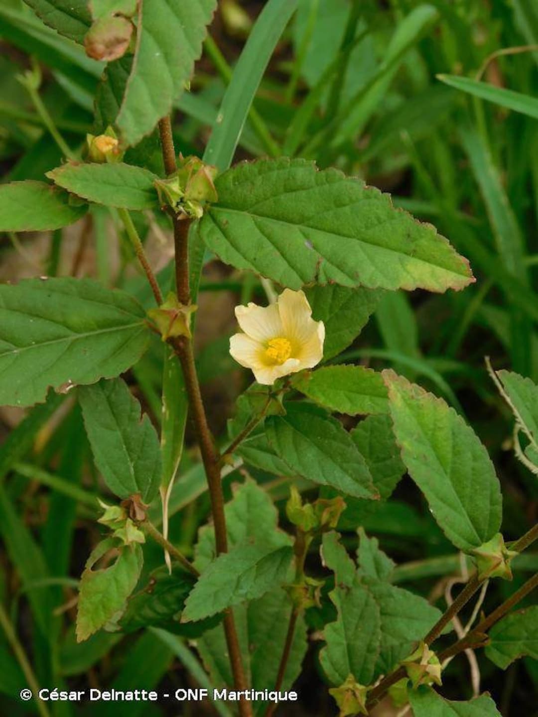 Sida Acuta SEEDS, Organic - Etsy