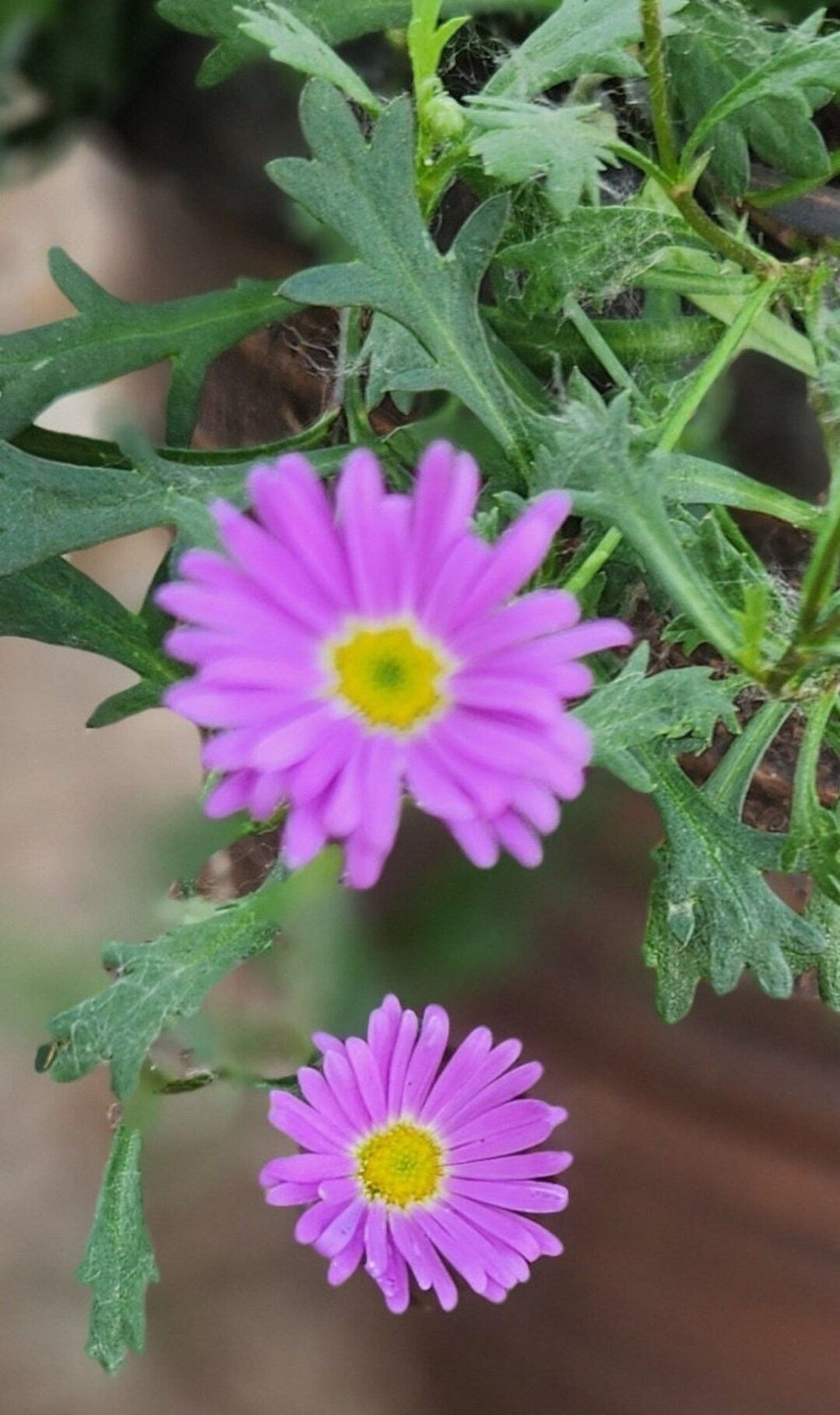 Brachycome (purple) Flower Seeds - Etsy