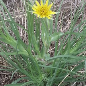 Western Yellow Salsify SEEDS (tragopogon Dubius), Goats Beard - Etsy