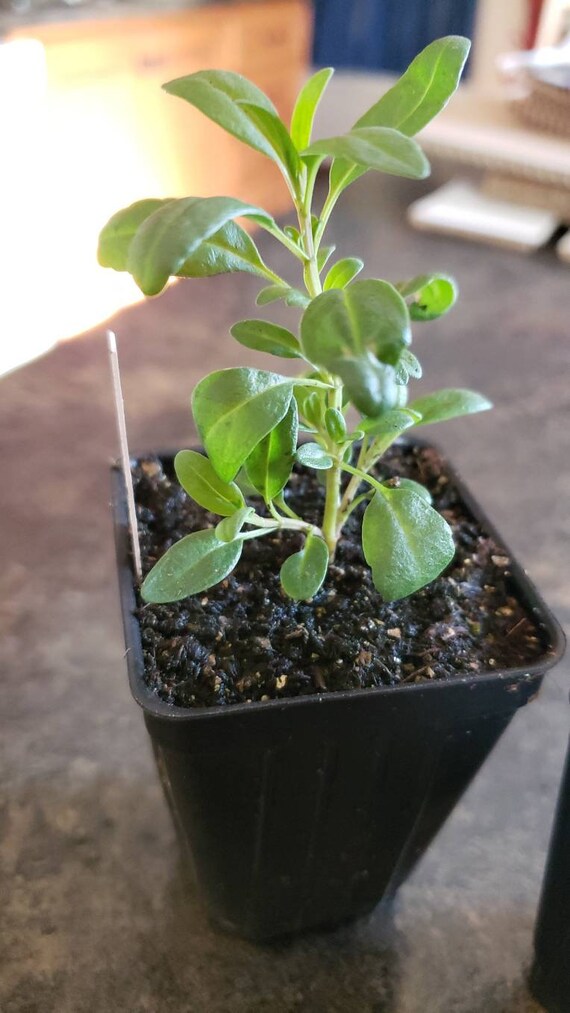 Hyssop seedling plants Hyssopus officinalis Organic | Etsy