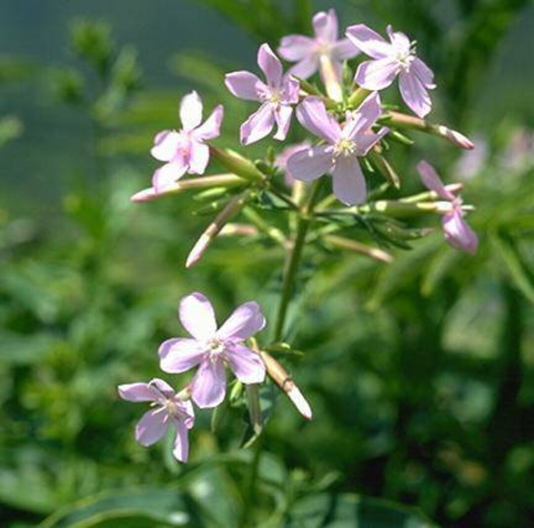 Soapwort Seeds (saponaria Officinalis) - Etsy