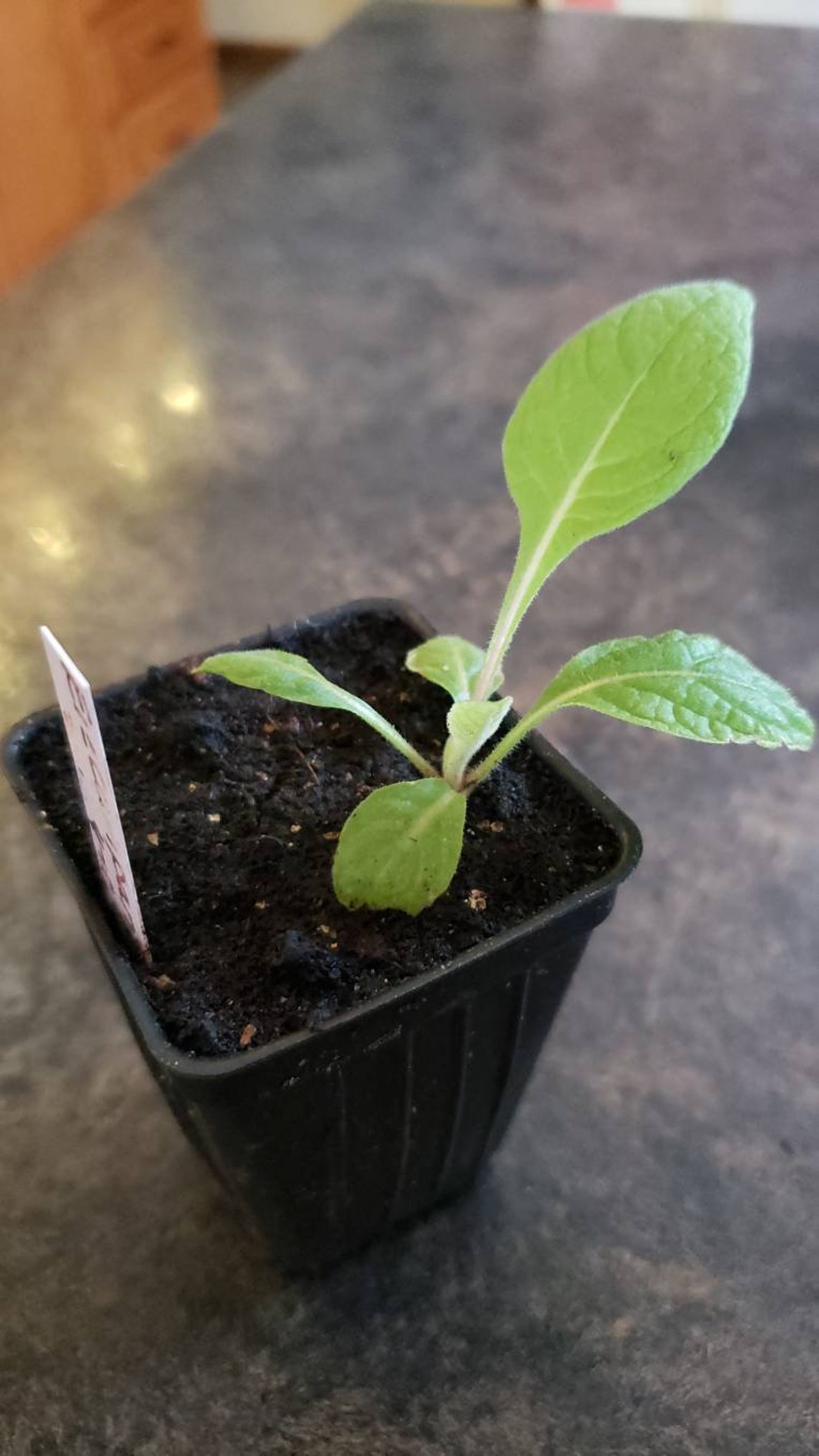 Elecampane seedling plants Unula helenium organic | Etsy