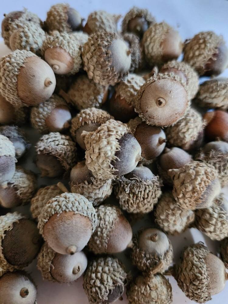 Real Burr Oak Acorns With Shell- 1 Inch - Etsy