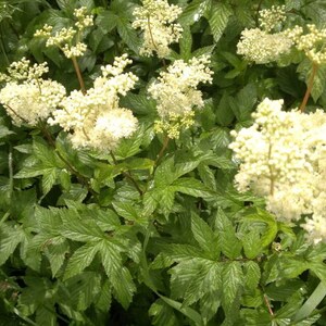 Meadowsweet (spiraea Ulmaria) Seeds - Etsy