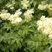 Meadowsweet (spiraea Ulmaria) Seeds - Etsy