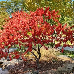 Staghorn Cutleaf Sumac 'tigereyes' (rhus Typhina),seeds - Etsy