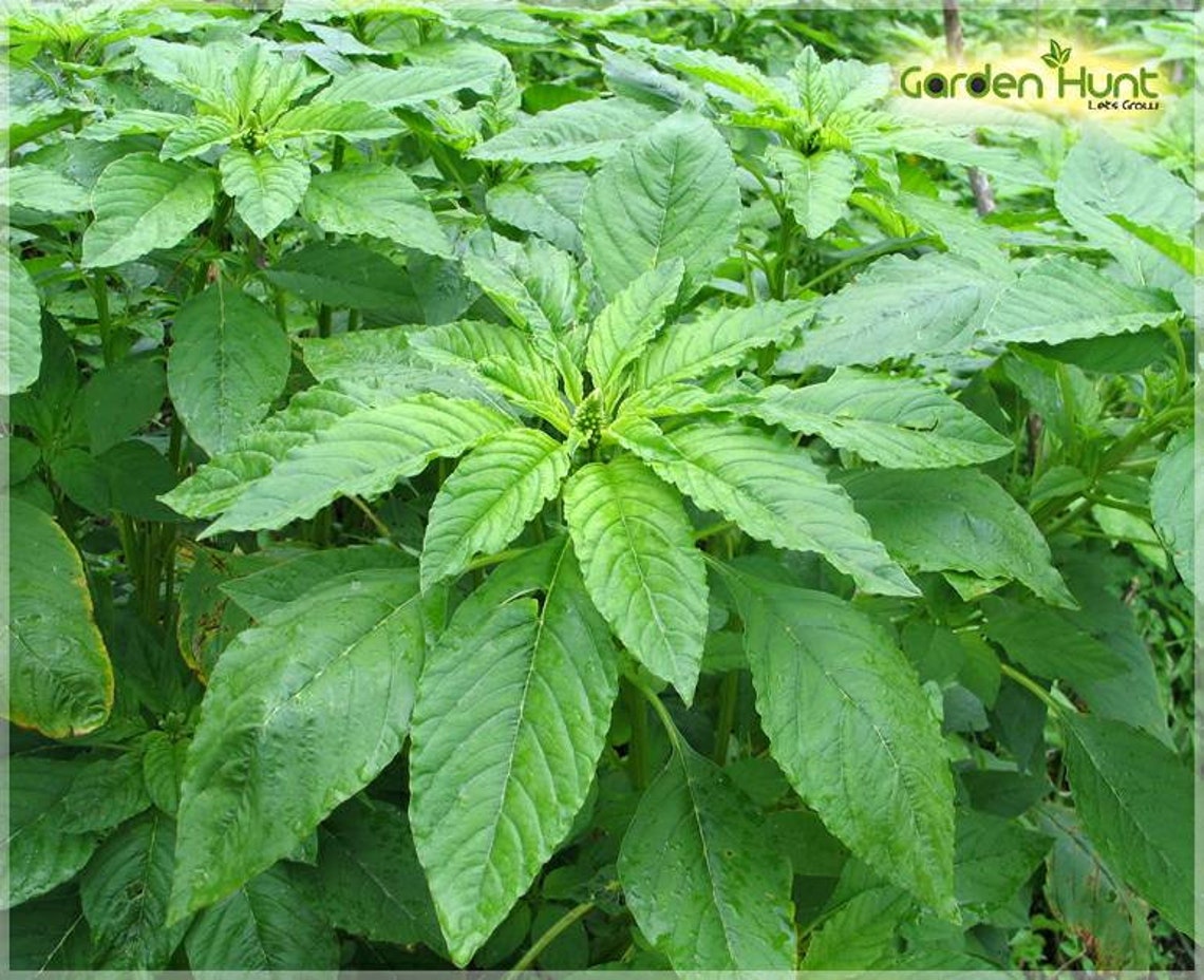 Green Amaranth Common amaranthus Viridis Seeds - Etsy