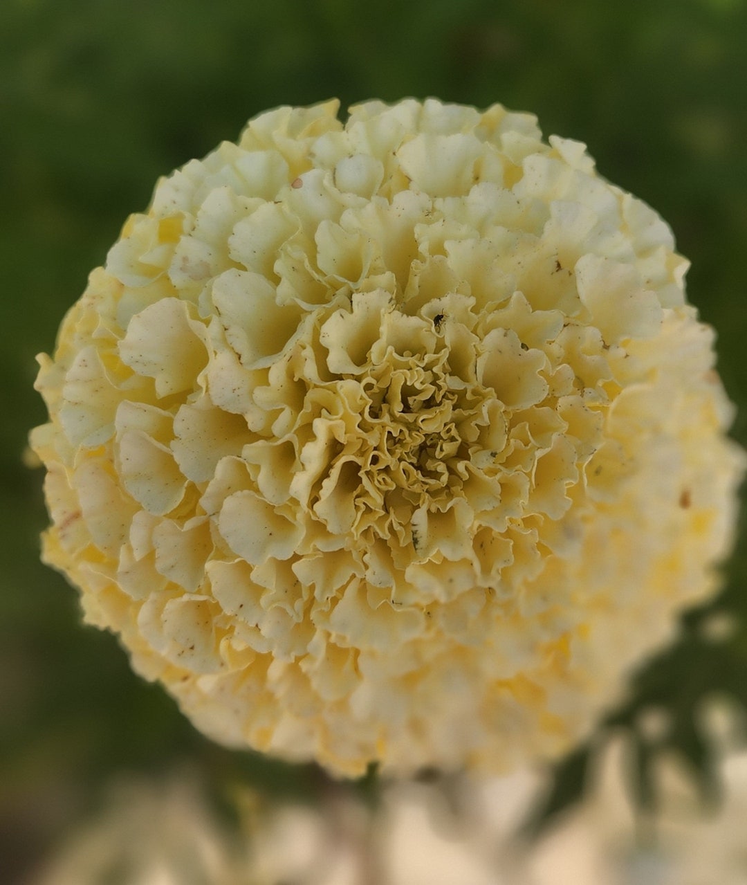 White Marigold Flower Seeds - Etsy