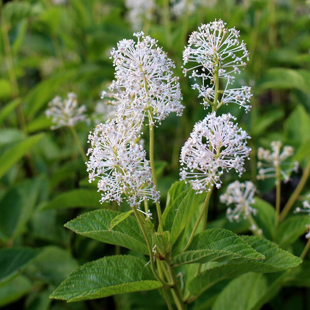 Red Root, New Jersey Tea (ceanothus Americanus), SEEDS - Etsy
