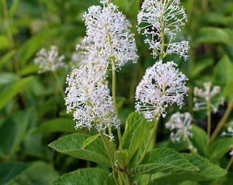 Ceanothus Americanus (new Jersey Tea) - Etsy