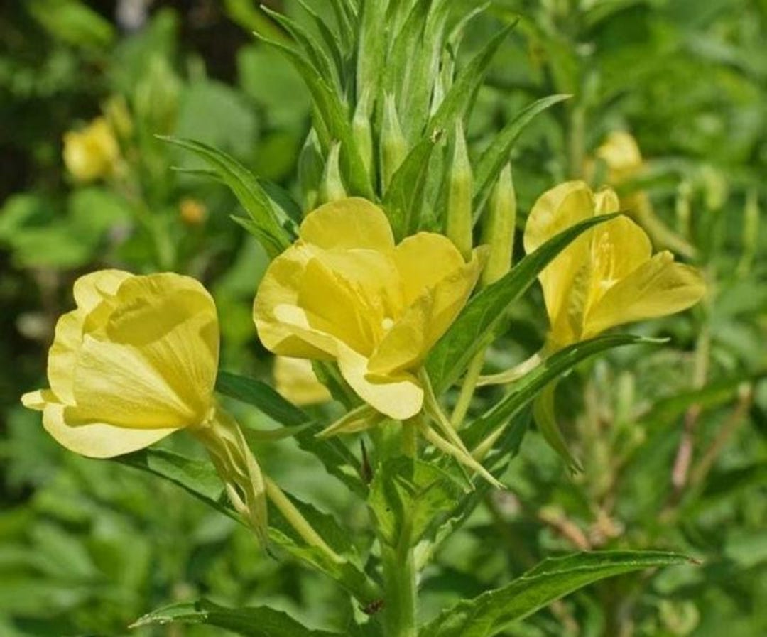 Evening Primrose (oenothera Biensis) SEEDS - Etsy