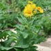 Elecampane, Official inula Helenium Seed, Organic - Etsy